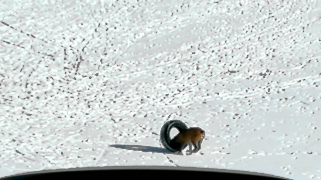 Crazy tire chasing dog - YouTube