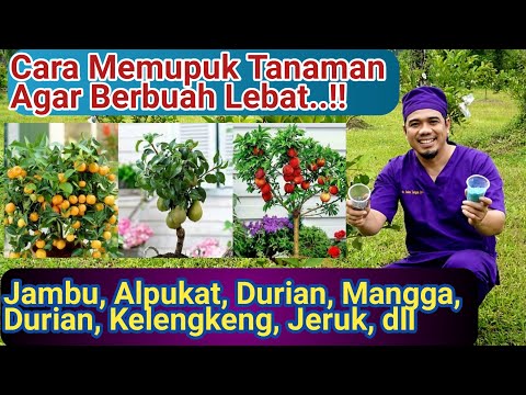 Cara Memupuk Tanaman, Cara Agar Tanaman Berbuah Lebat, Cara Agar Tanaman Cepat Berbuah, Cara Memupuk