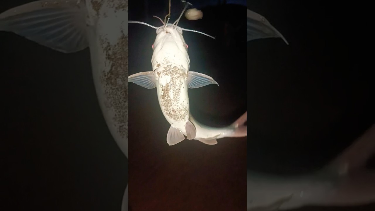 cat fish just fishing in mumbai marve beach👍🎣🐟😊#fishaholic #nature # ...