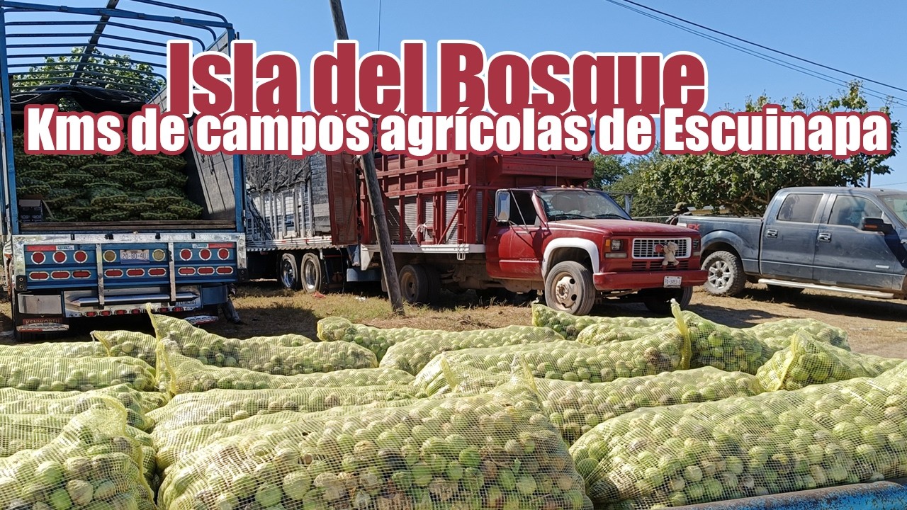 Sinaloa, potencia económica en la agricultura, y un ejemplo de ello es ...