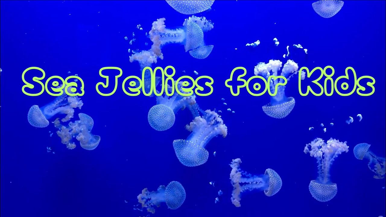 Sea Jellies “Jellyfish” for Kids | Jellyfish kids book read aloud | # ...