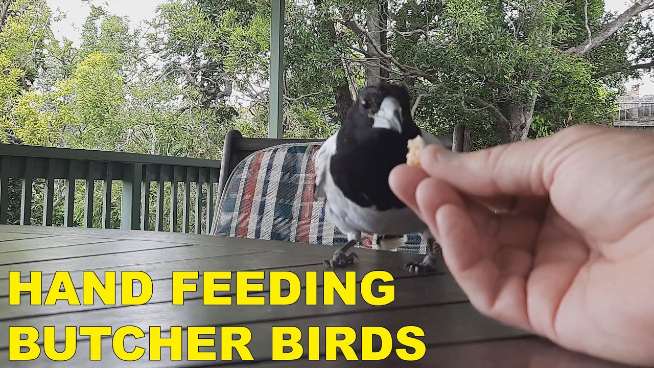 Hand Feeding Butcher Bird for the 1st Time! - YouTube