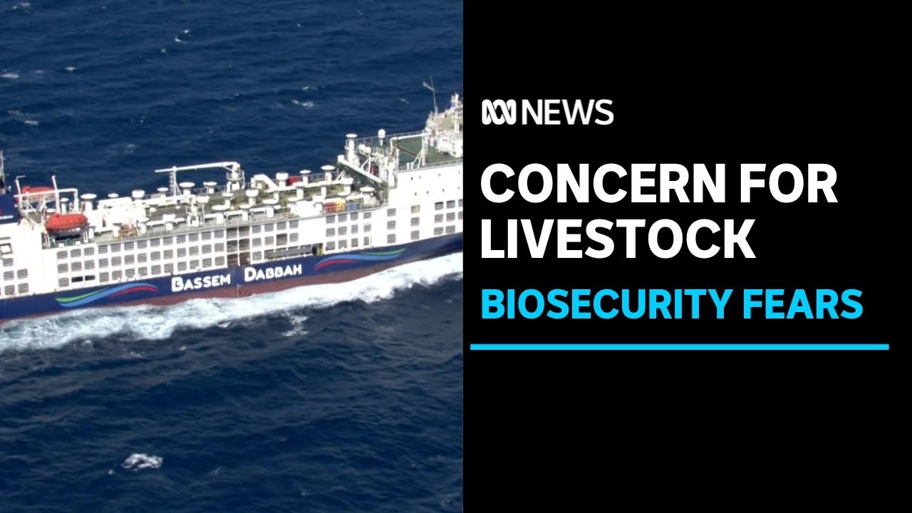 15,000 animals stranded at sea during heatwave | ABC News - YouTube