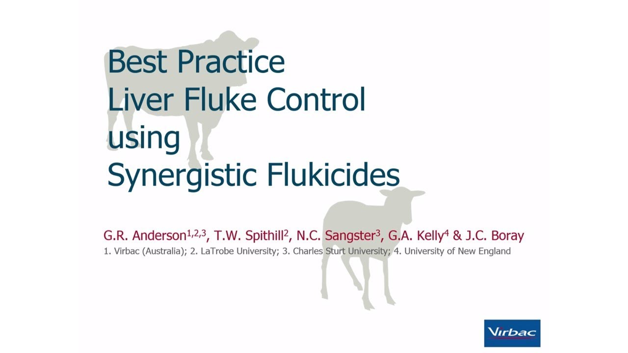 Best practice liver fluke control using synergistic flukicides - YouTube
