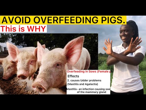 Can Overfeeding harm Pigs? - YouTube