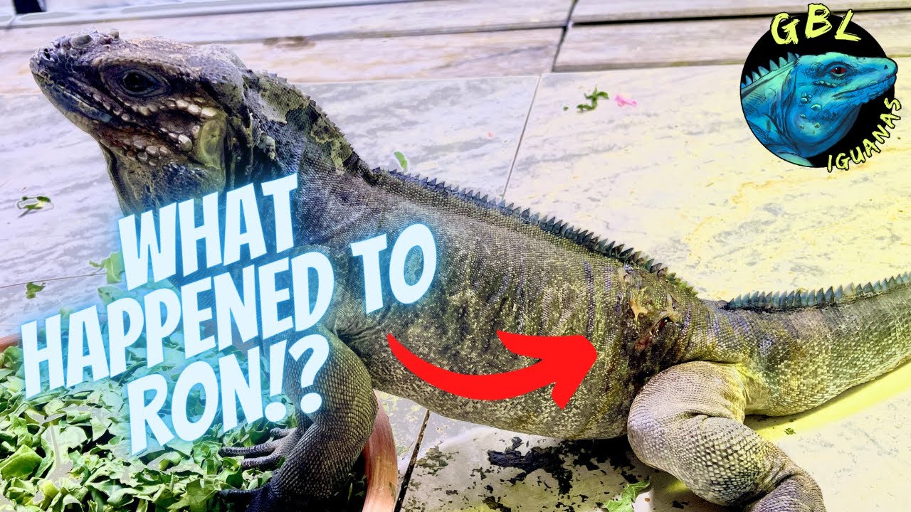 HOW TO TREAT MINOR WOUNDS ON REPTILES! *IMPORTANT* - YouTube