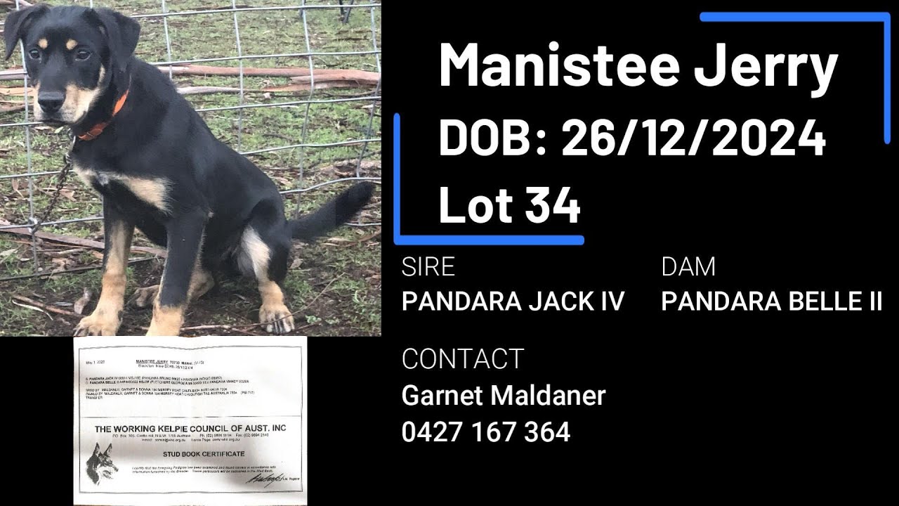 Forbes Dog Auction - Manistee Jerry - Lot 34 - Male 1Y 6M - Vendor ...
