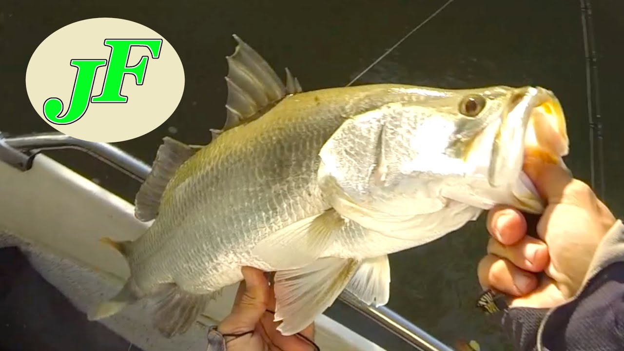 Big Barramundi fishing in Tight Barra Creek Just the Fish EP.262a - YouTube