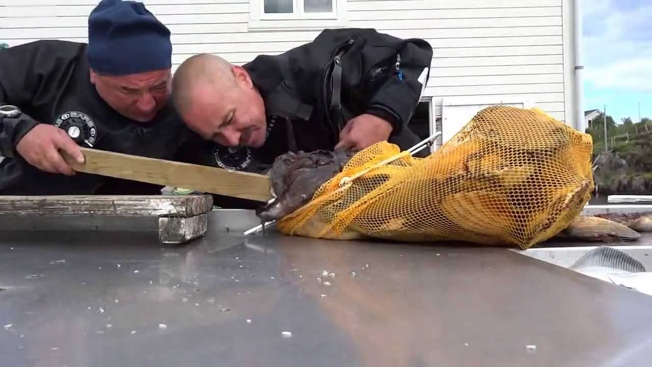 Hand stuck in a MonkFish # Морской Черт схватил за руку - YouTube