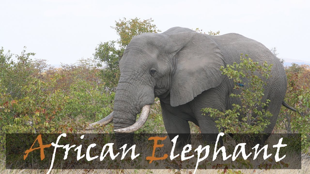 African Elephant (Loxodonta africana) Video & Sounds & Calls | Stories ...