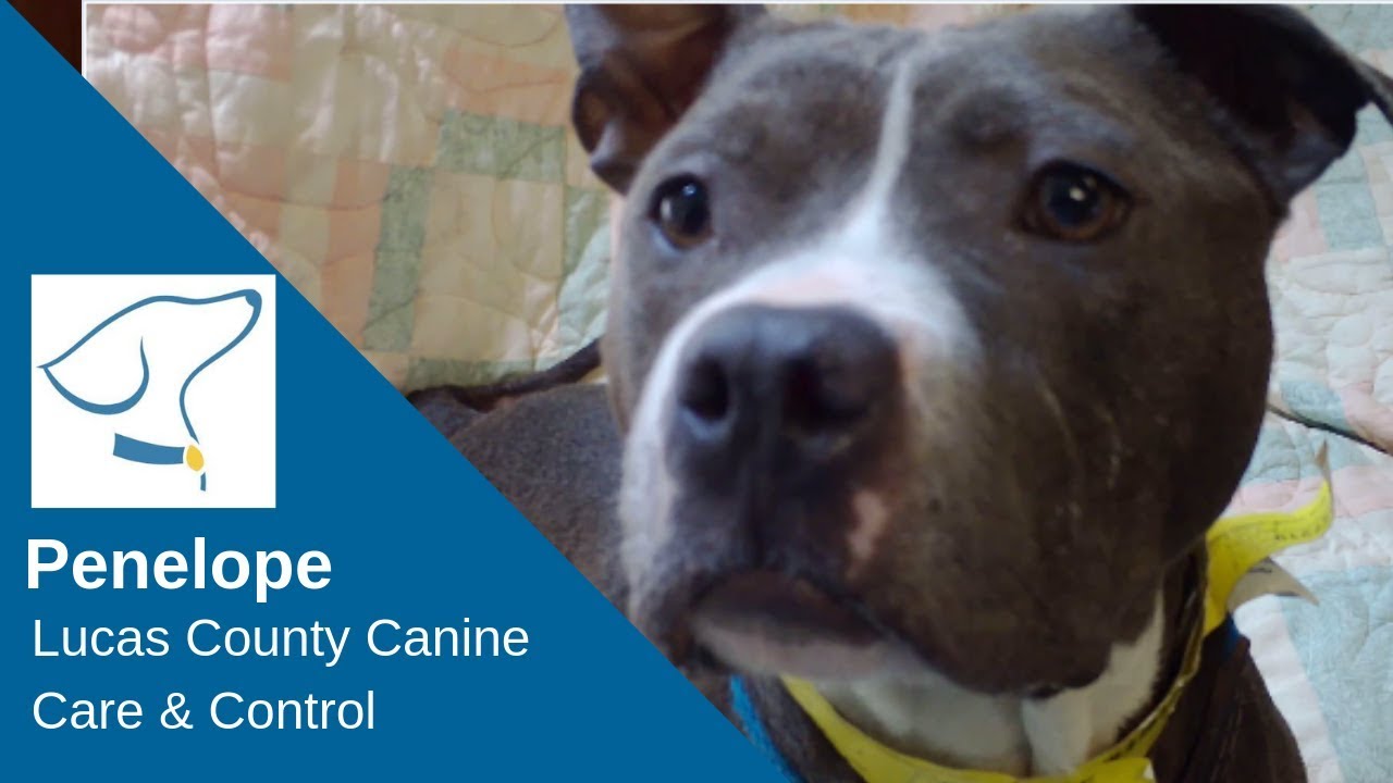 Penelope: Lucas County Canine Care & Control - YouTube