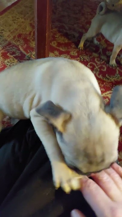 NY Pug puppies 11 weeks old Anya's Pugs adoption @anyaspugs5203 - YouTube