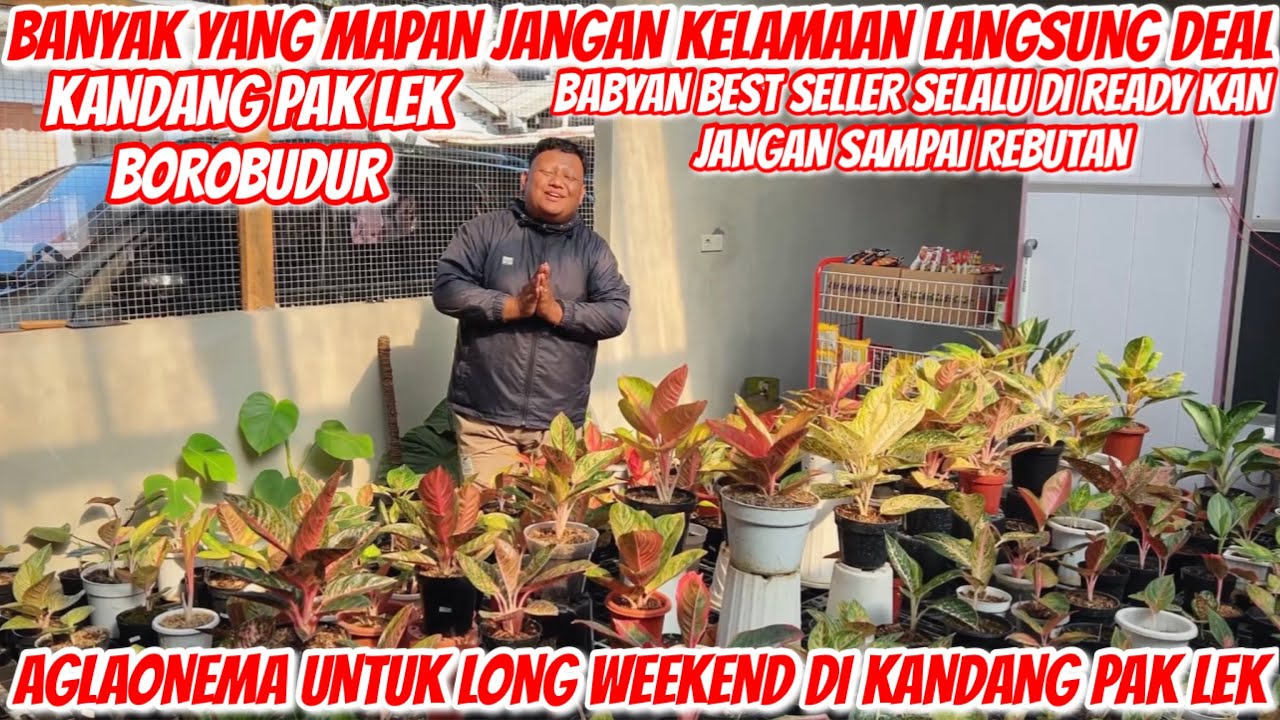 AGLAONEMA SEBELUM PEMILU DI KANDANG PAK LEK BOROBUDUR‼️AGLAONEMA ...