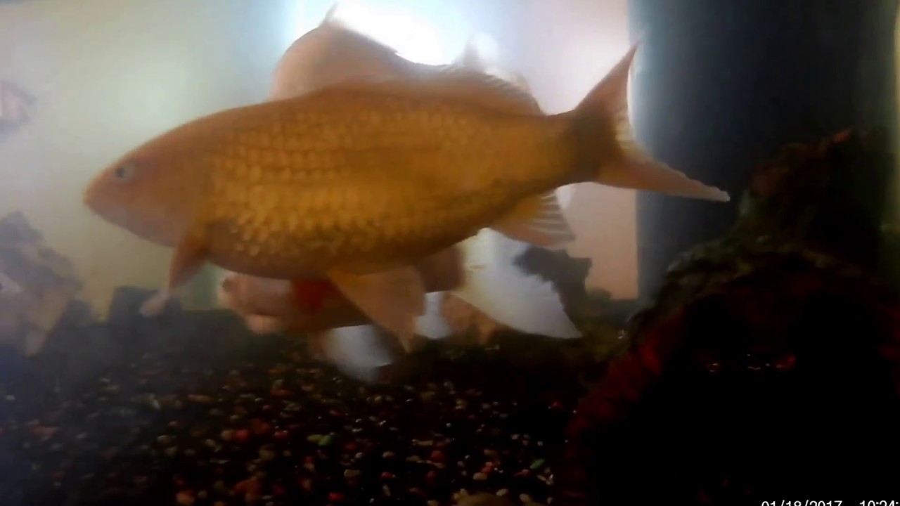 New action cam and big fish tank inside!!!! - YouTube