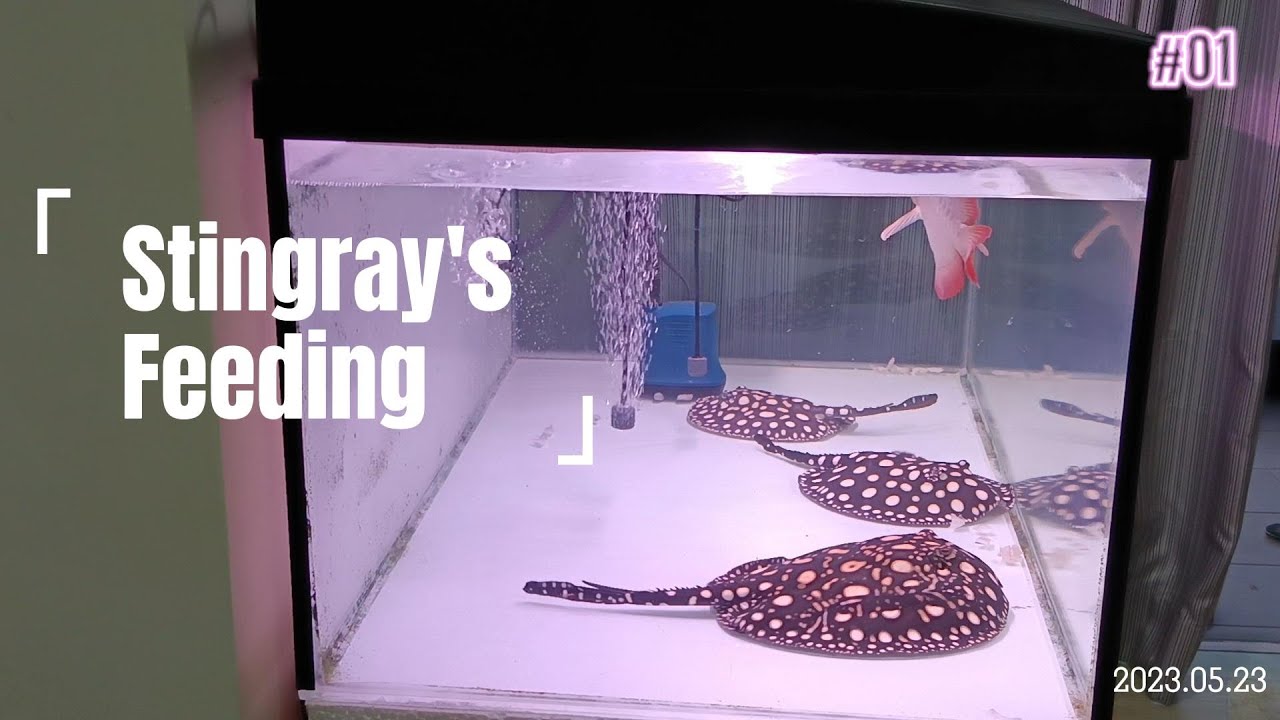 Stingray's Feeding #1 - YouTube
