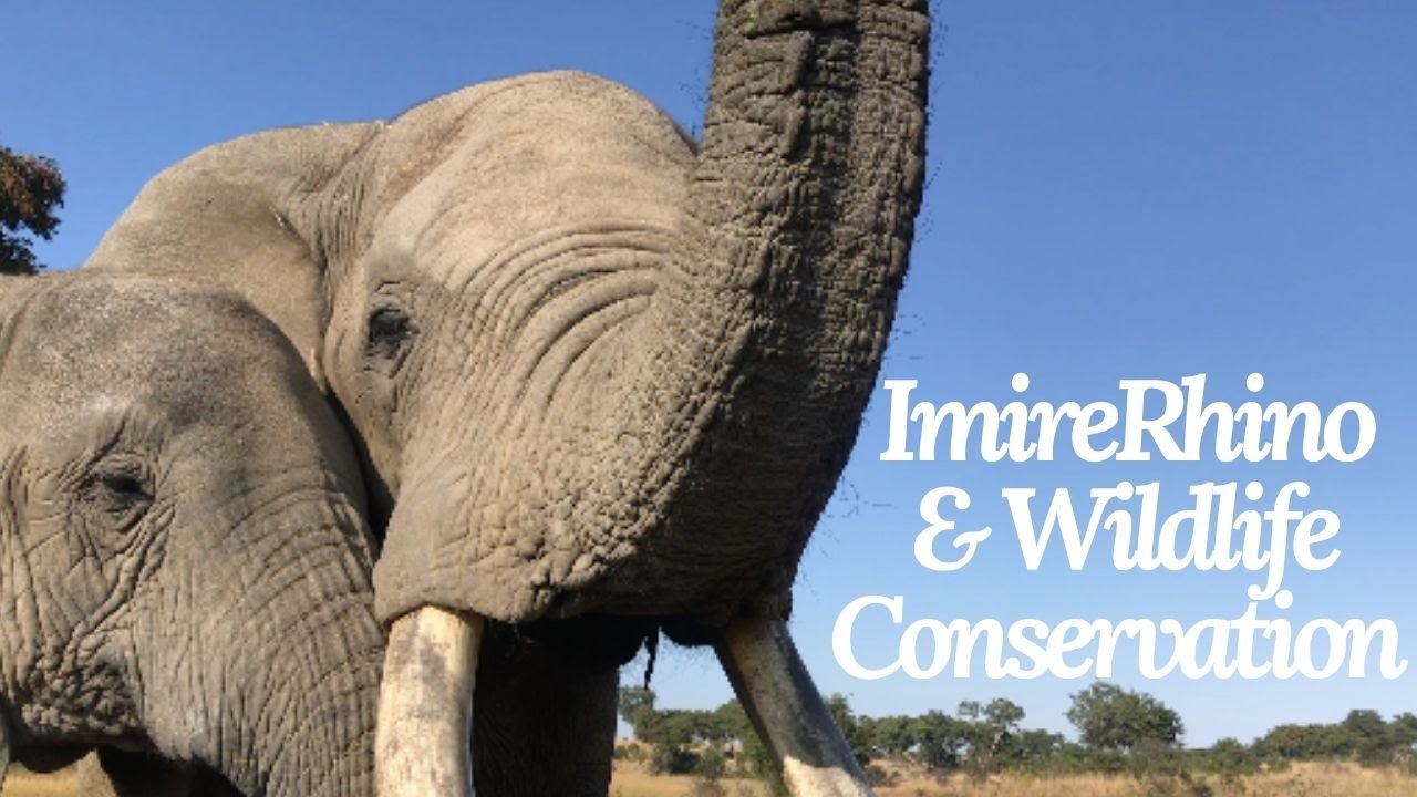 IMIRE RHINO & WILDLIFE CONSERVATION | ZIMBABWE VLOG - YouTube
