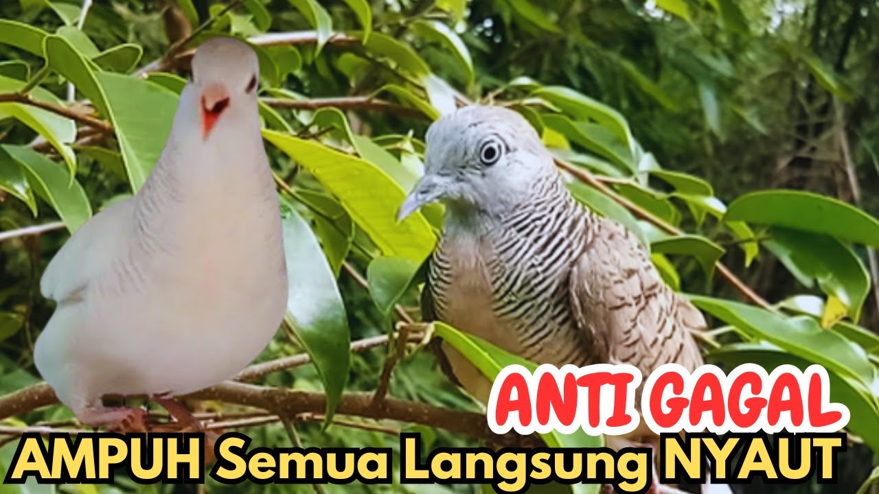 Kutut Lokal Ganas, Ampuh bikin burung sekampung bunyi! - YouTube