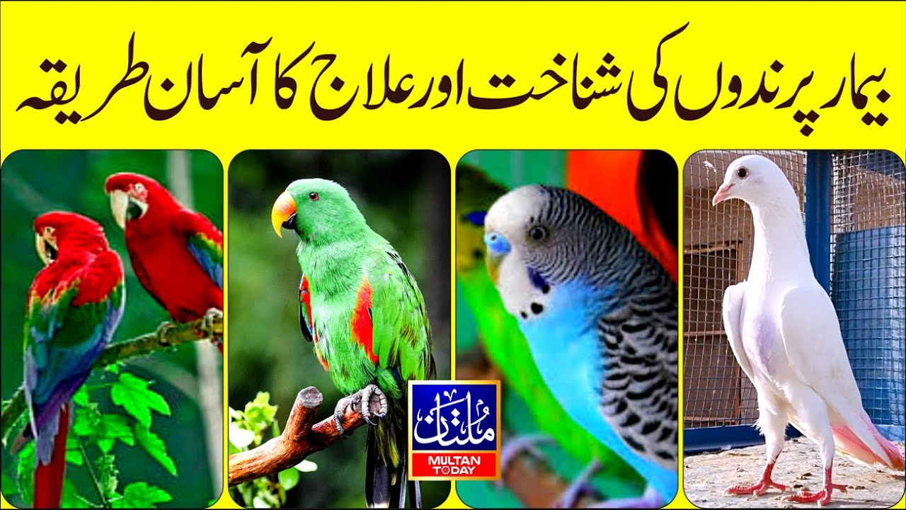 Treatment of Fever in Birds | Fever Symptoms in Poultry Birds | Madeeha ...