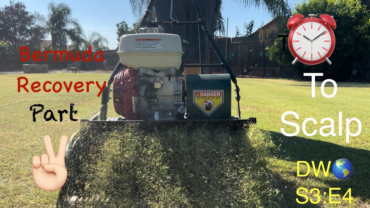 Hybrid Bermuda Recovery - Step 2: Scalp and Feed - DW🌍 S3:E4 Part 2 of ...