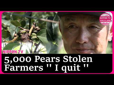 5,000 Pears stolen in Fukuoka: Heartbreaking decision after 'another fruit theft'