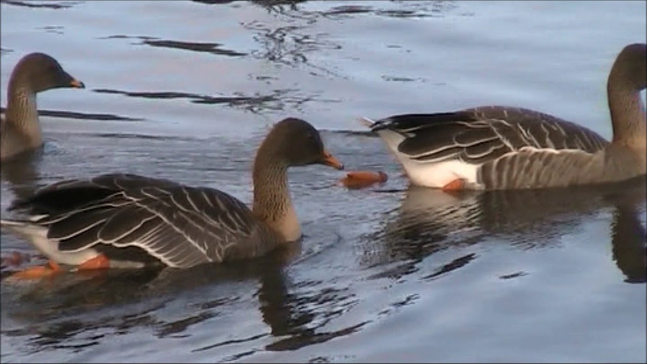 Bean Goose - YouTube