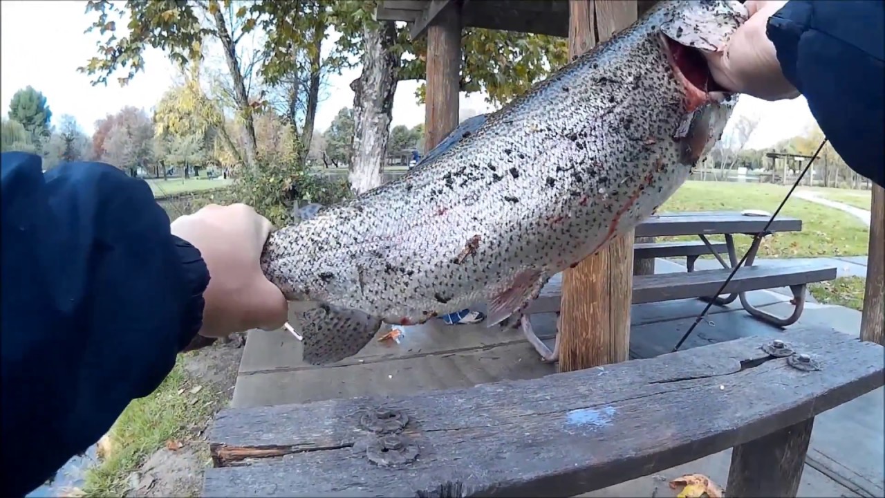 Trout Fishing at Oak Grove Park - YouTube