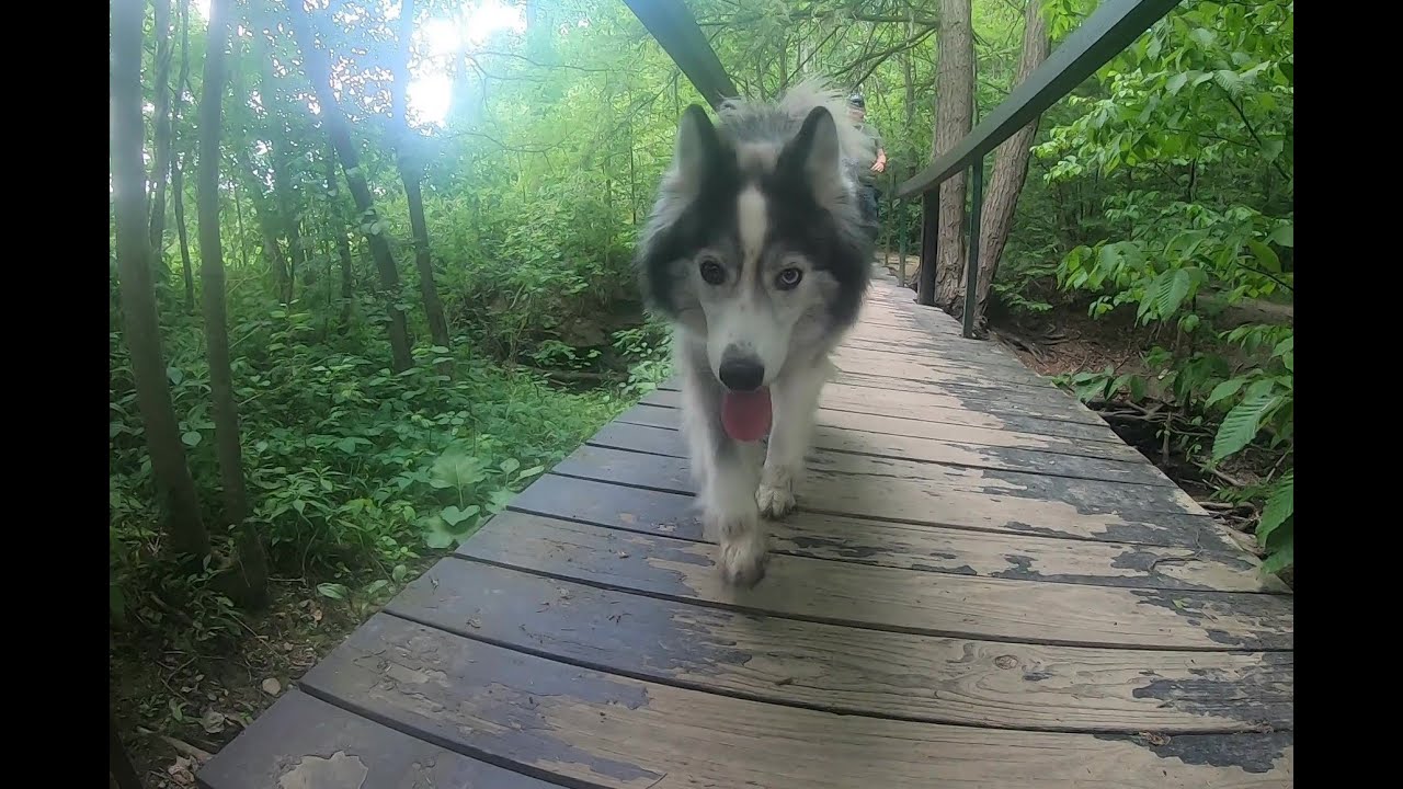 Siberian Husky hikes the trails at the park! - YouTube