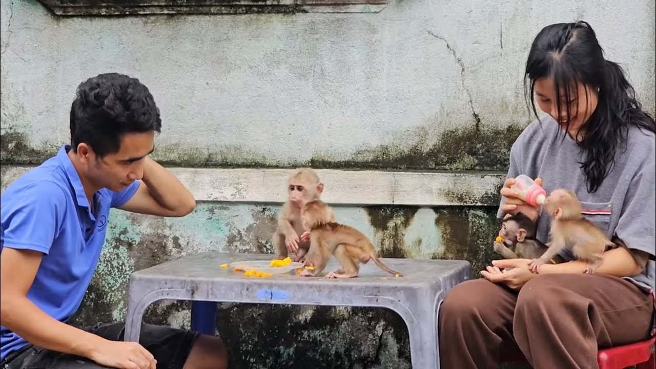 Baby monkey Suki's family visits Nahu's family - YouTube
