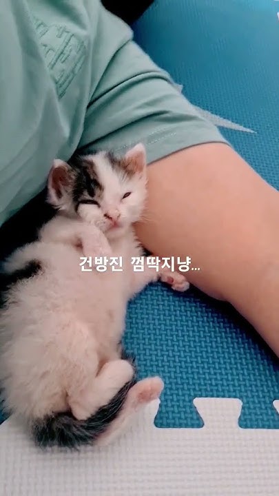 엄마 껌딱지 아기고양이 집사 낮잠 Youtube