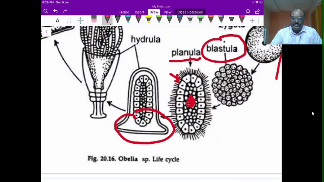 Obelia life cycle - YouTube