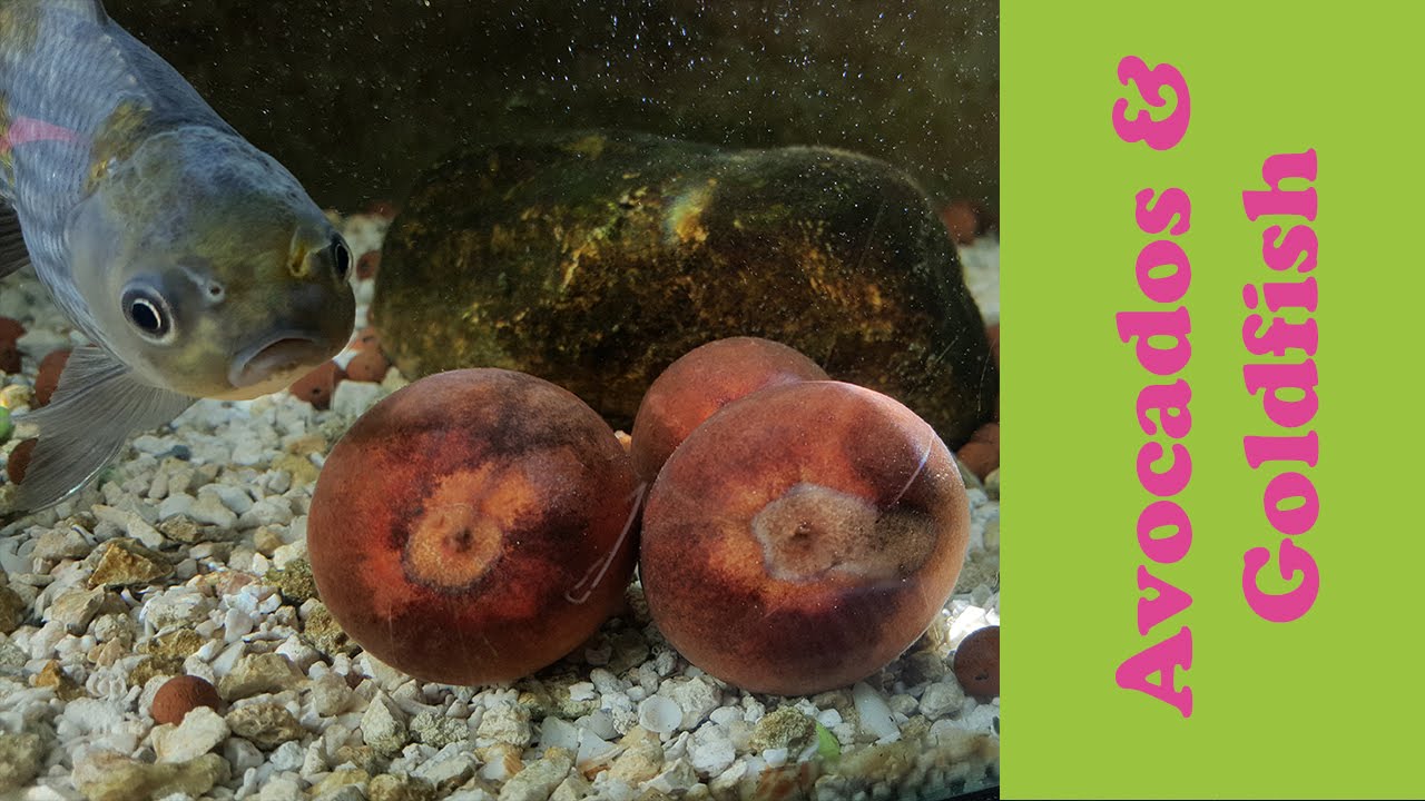 Sprouting avocados with goldfish - YouTube