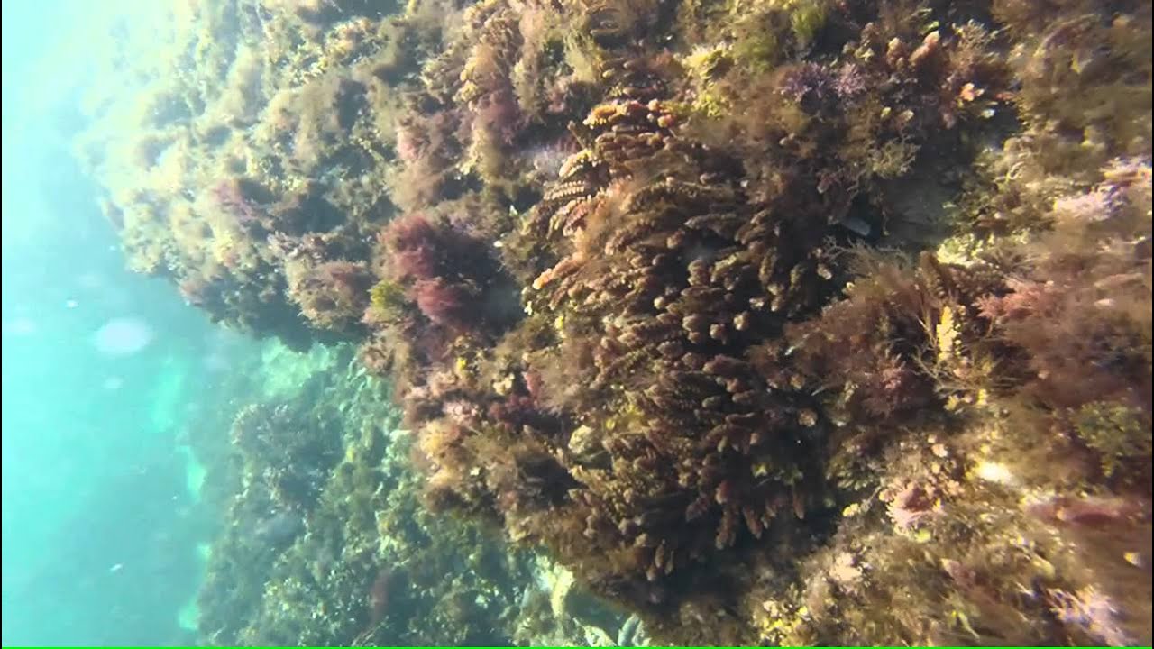 Snorkling at Point Peron at Rockingham - YouTube