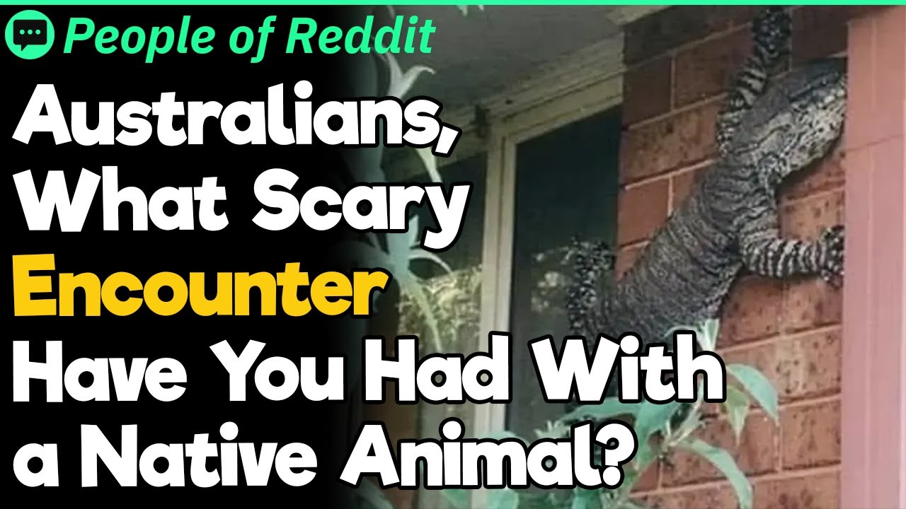 Australians, What Scary Encounter Have You Had With a Native Animal ...