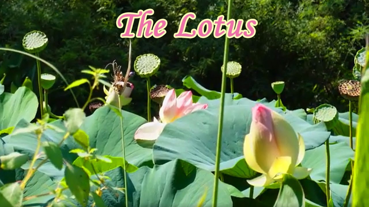 What Flowers Bloom in August | Relaxing Coy Pond Water Sounds - YouTube