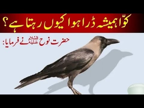 Why Crow Is Always Scared.? || Islamic Point Of View Amara Samor ...