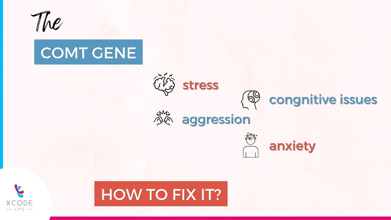 How Does The COMT Gene Influence Your Stress Response? - YouTube