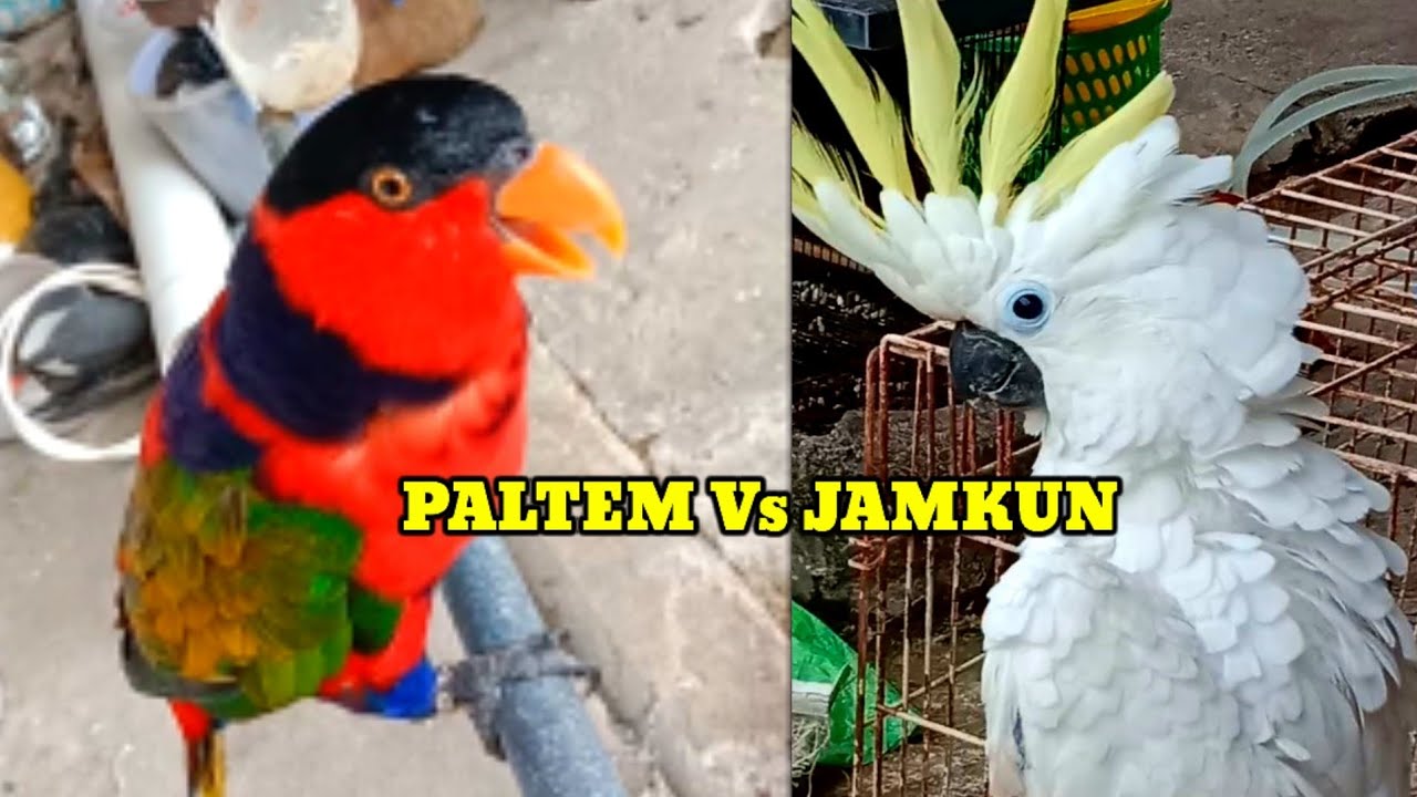 CANTIKNYA BURUNG NURI PALTEM & KAKATUA JAMKUN ENDEMIK PAPUA - YouTube