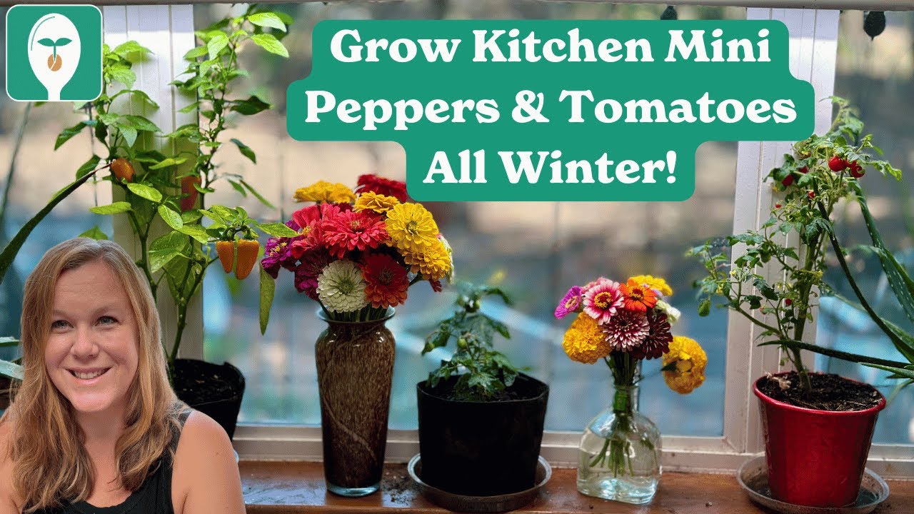 Year-Round Harvest: Grow Mini Tomatoes & Peppers on Your Kichen ...