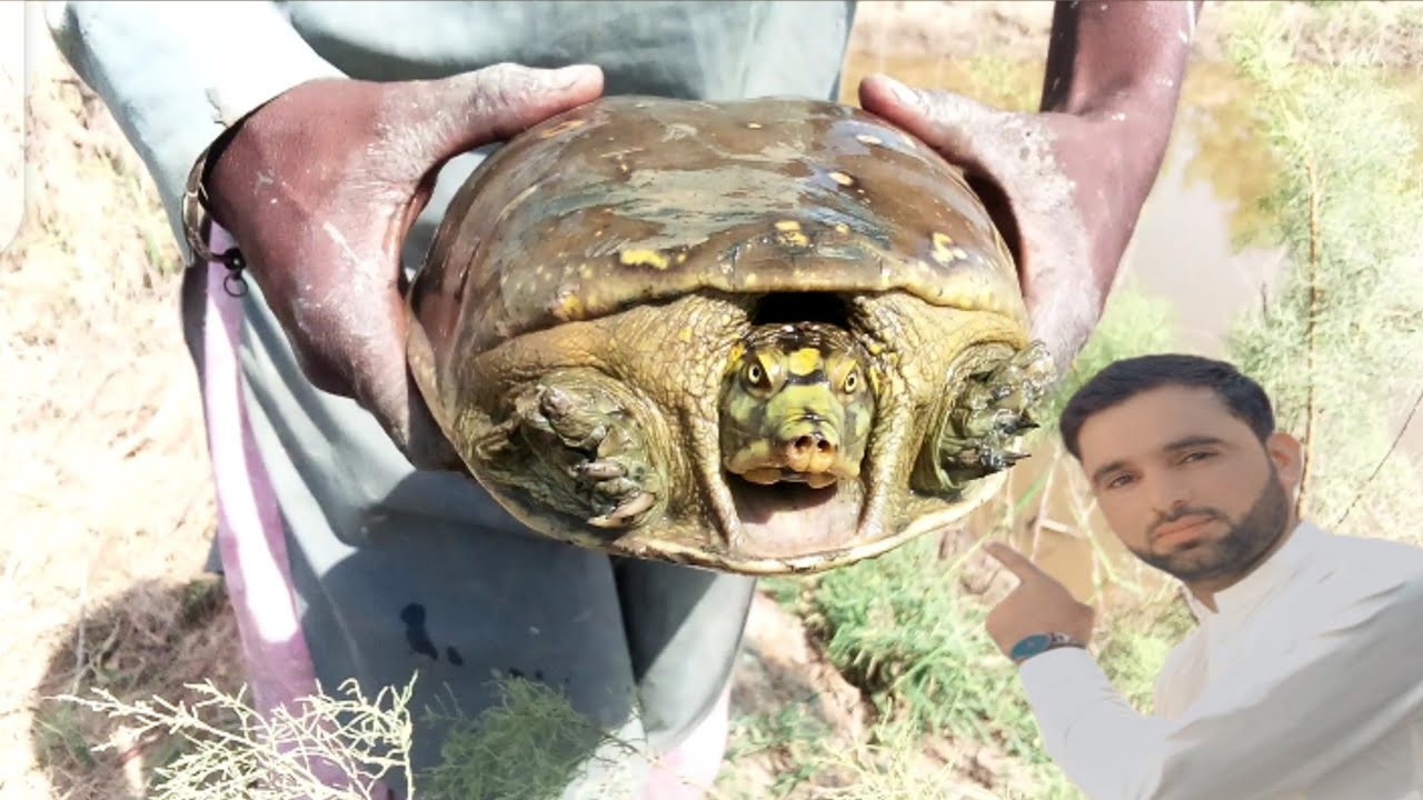 Catching Sea Turtles 10 Minutes 200 Turtle (Wildlife) - YouTube