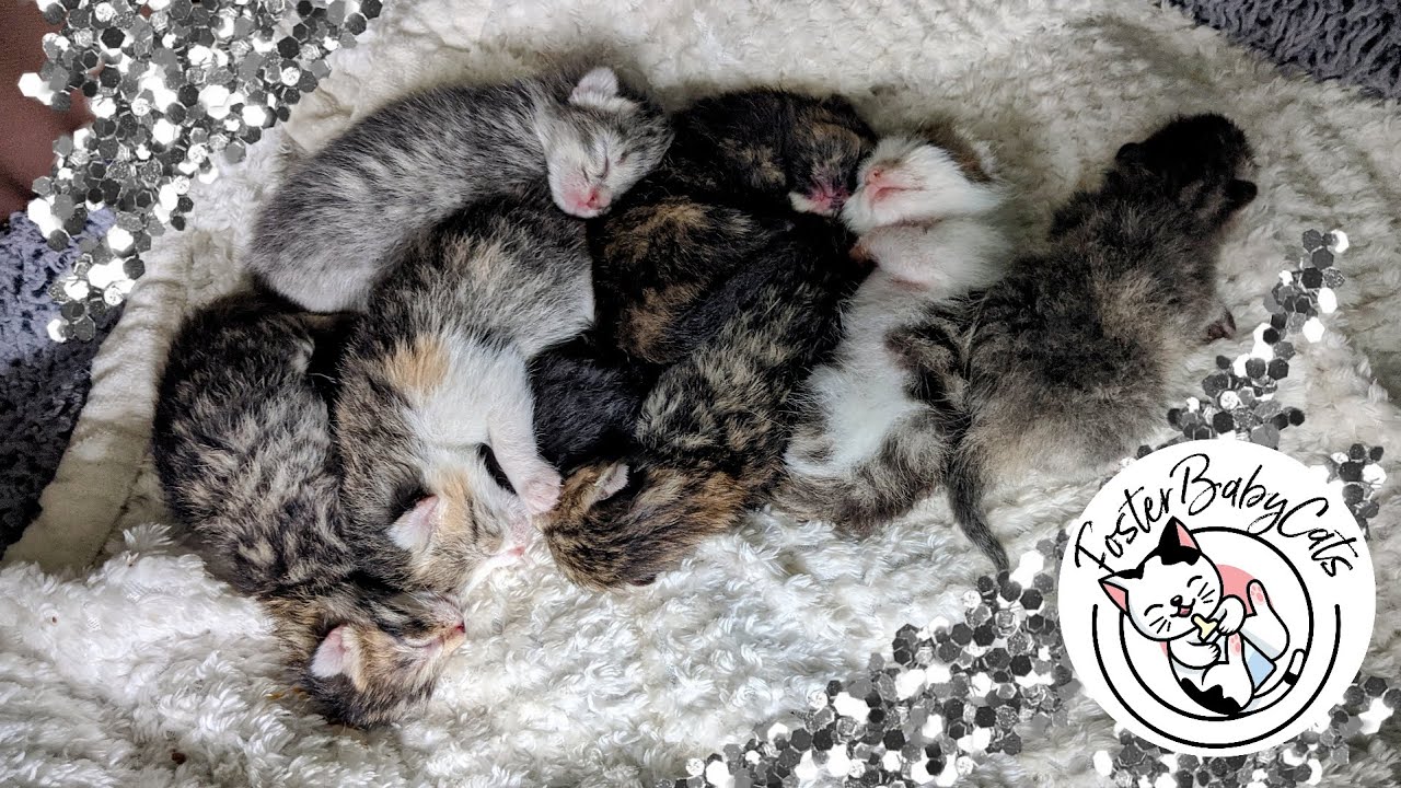 FosterBabyCats Live Stream - The Nest (Perdita and Kittens) - YouTube