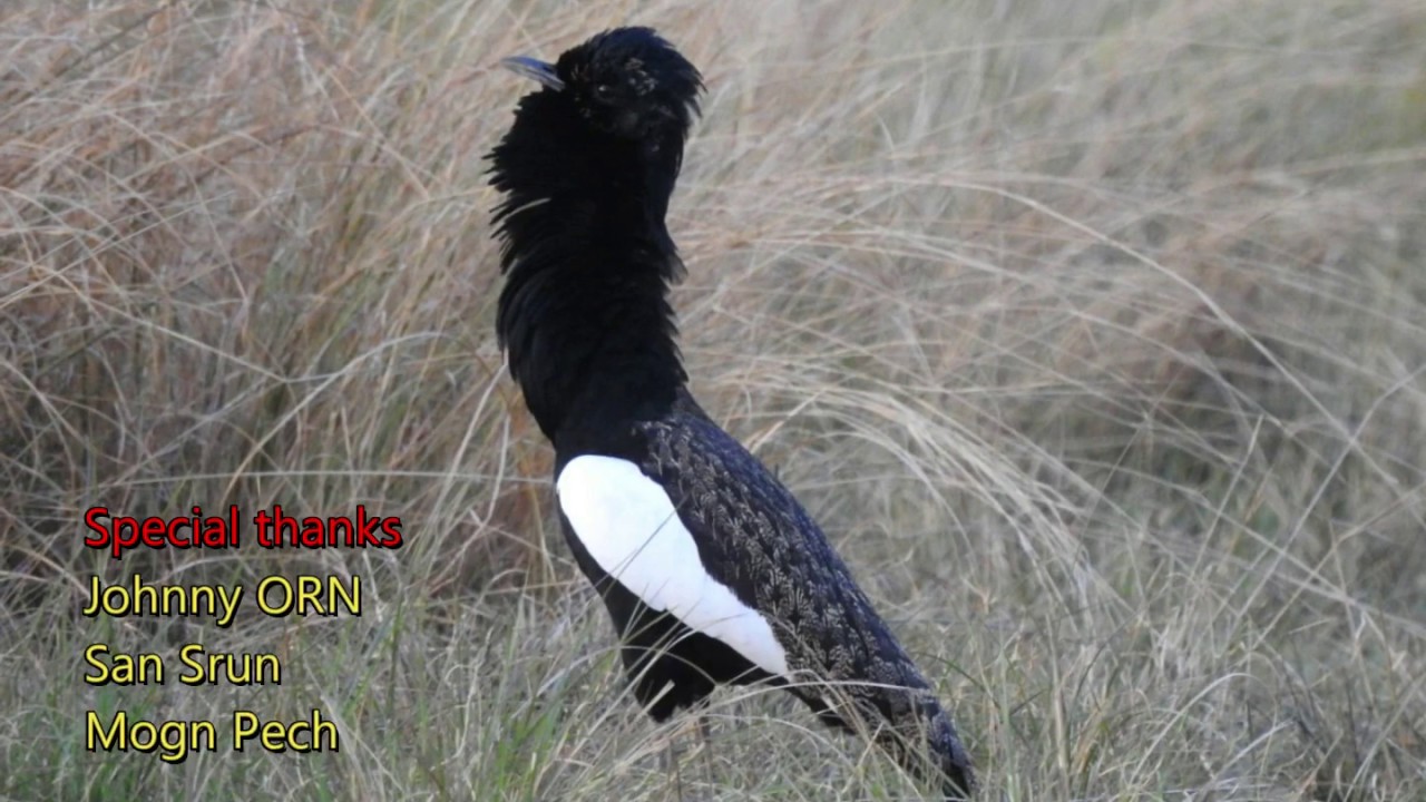 Bengal Florican video clip by our team during their bird photography ...