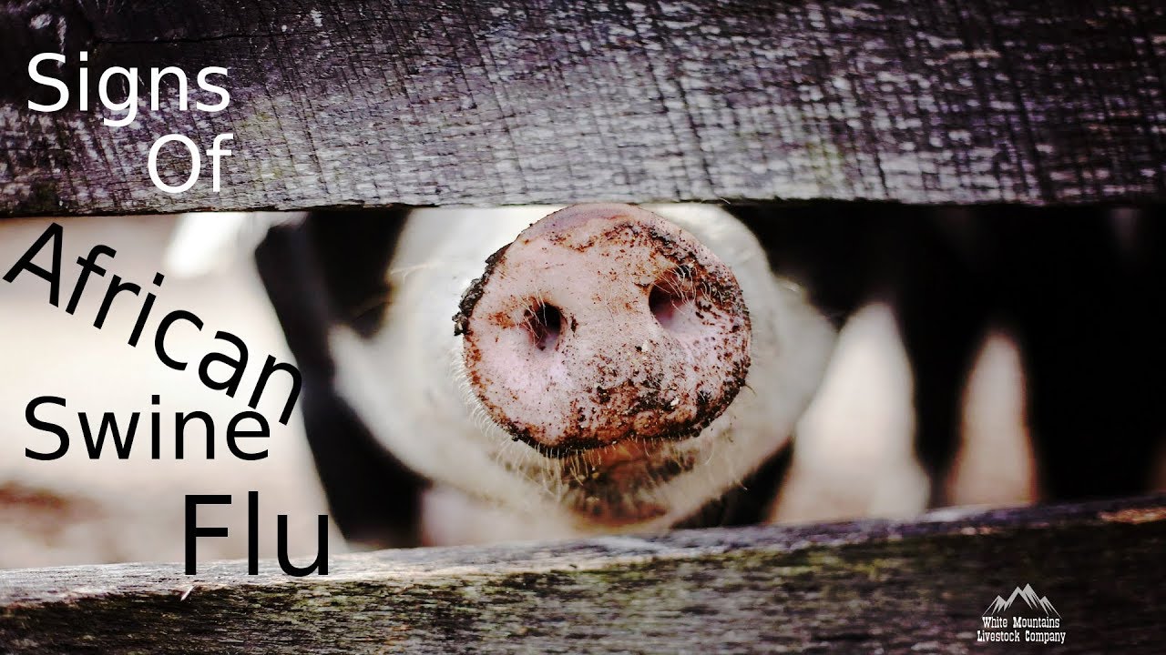 Signs Of African Swine Fever - YouTube