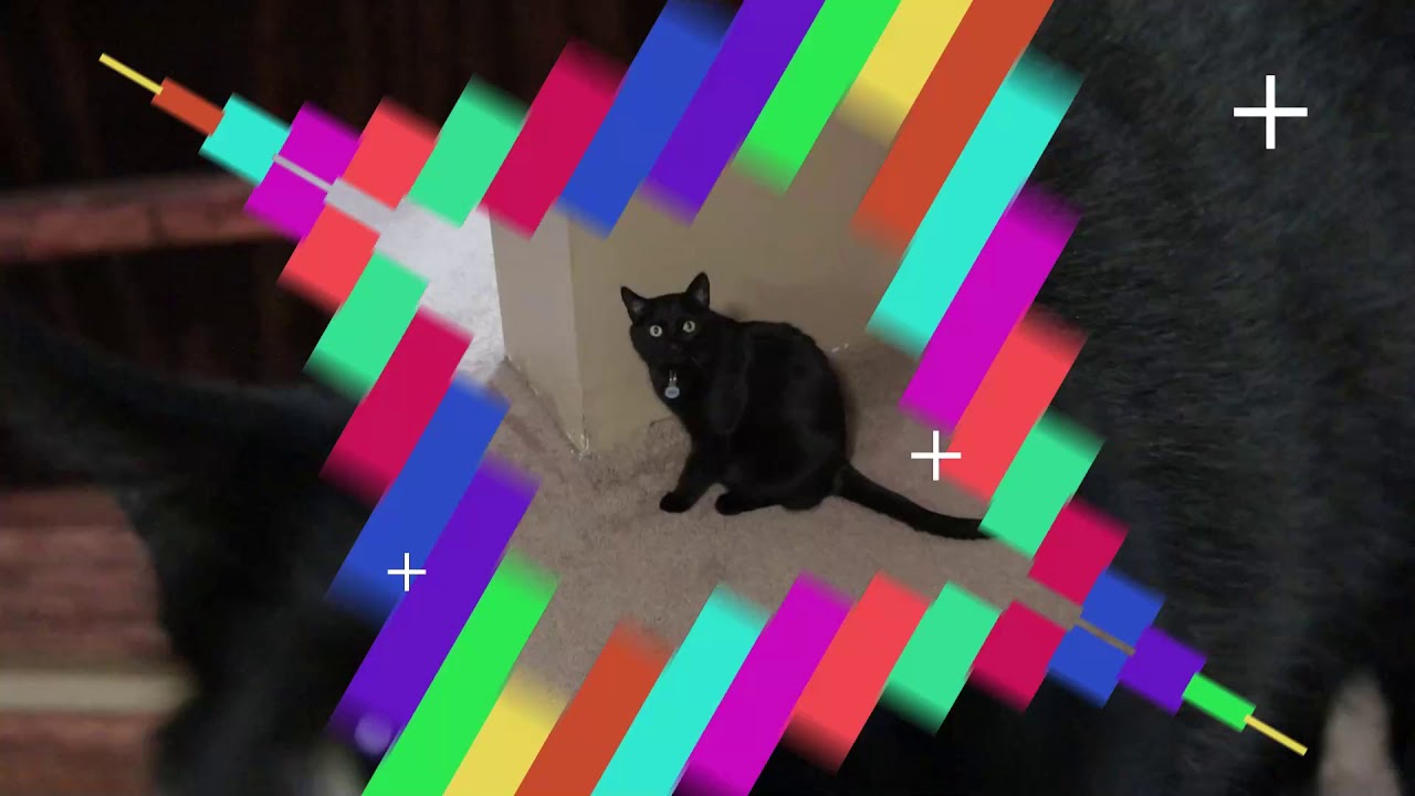 Binks the cat - YouTube