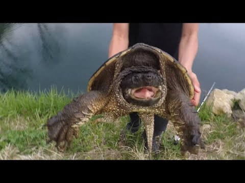 Amazing day fishing at chad creek in La Crosse Wi( Monster Trout and ...