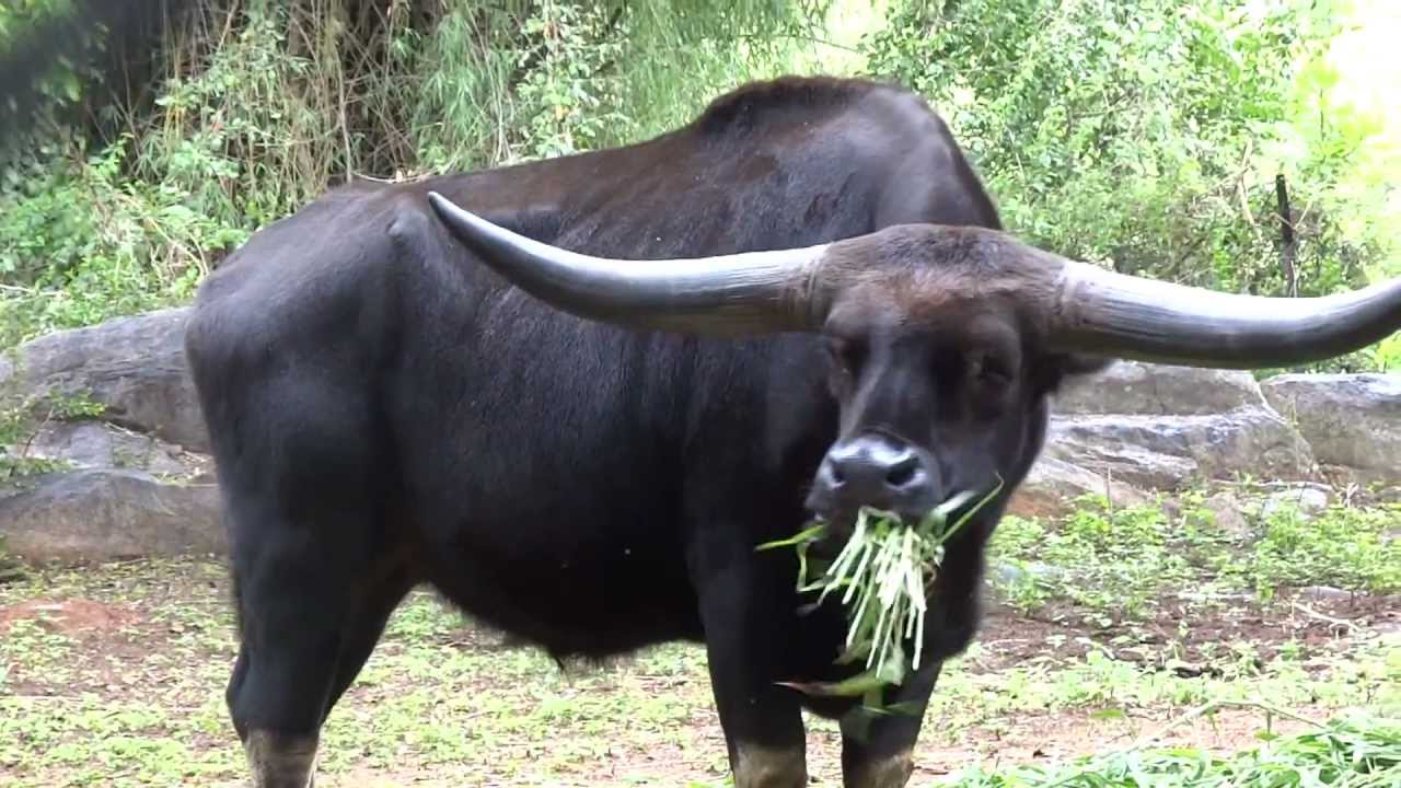Wild Buffalo - YouTube