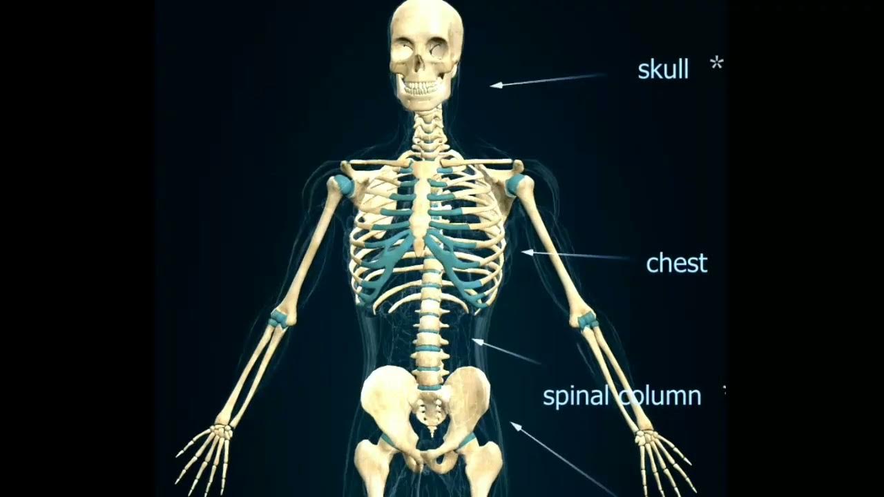 Skeleton System In skeleton-system-in