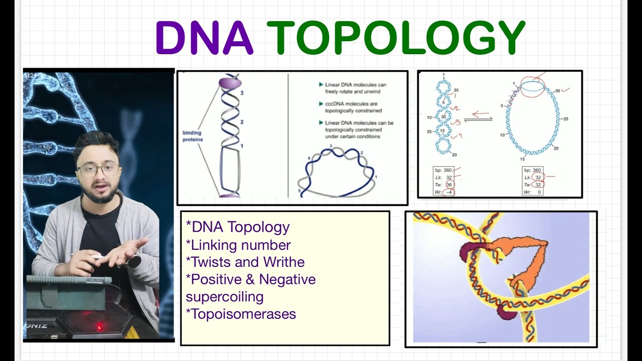 DNA Topology I Linking Number I DNA Supercoiling I ARS- Agri ...
