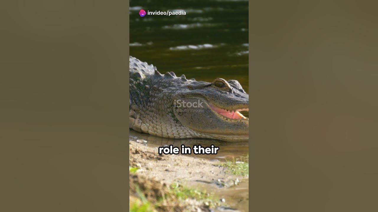 Alligator Adventures: Exploring the World of Ancient Predators#wildlife ...