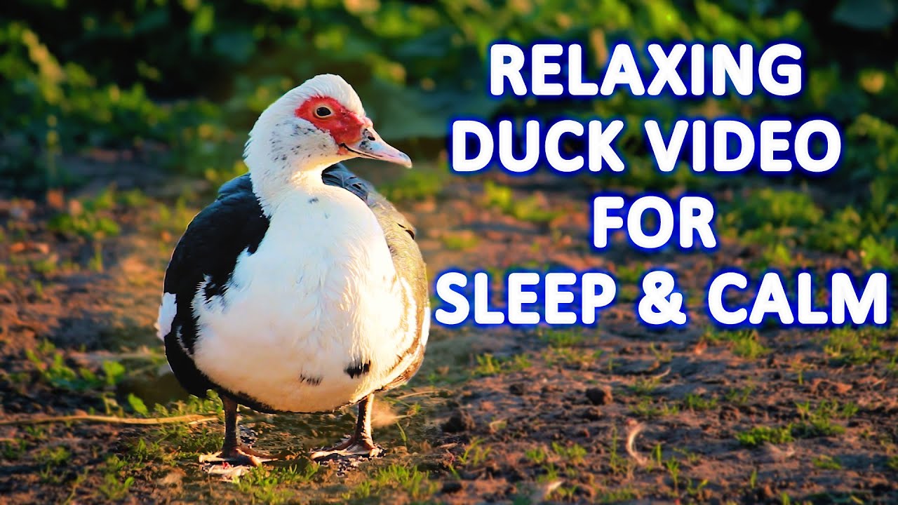 Relaxing Duck Video for Sleep & Calm – No Talking, Just Nature with ...