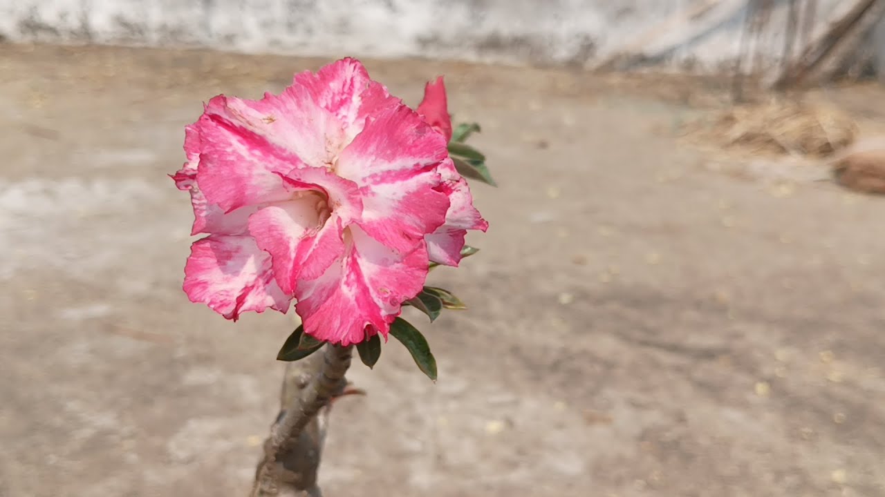 Nabarang#Garden#Nabarangpur - YouTube